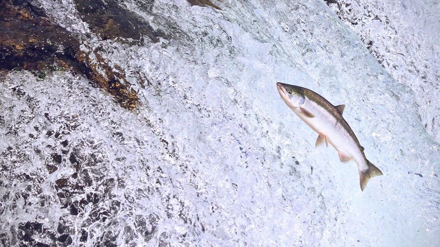 Swimming Against The Tide